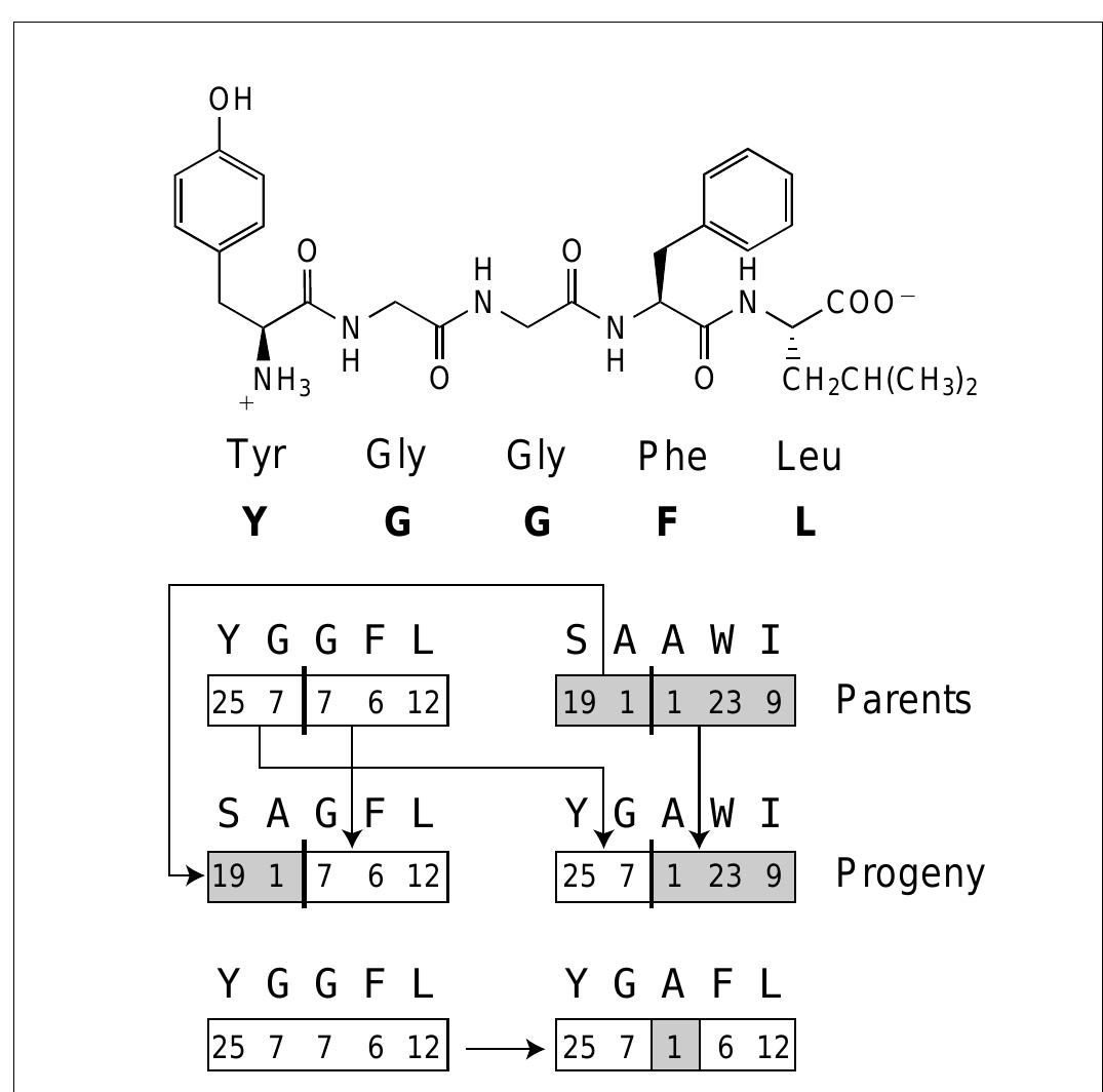 Genetic algorithm chromosome structure used to evaluate a