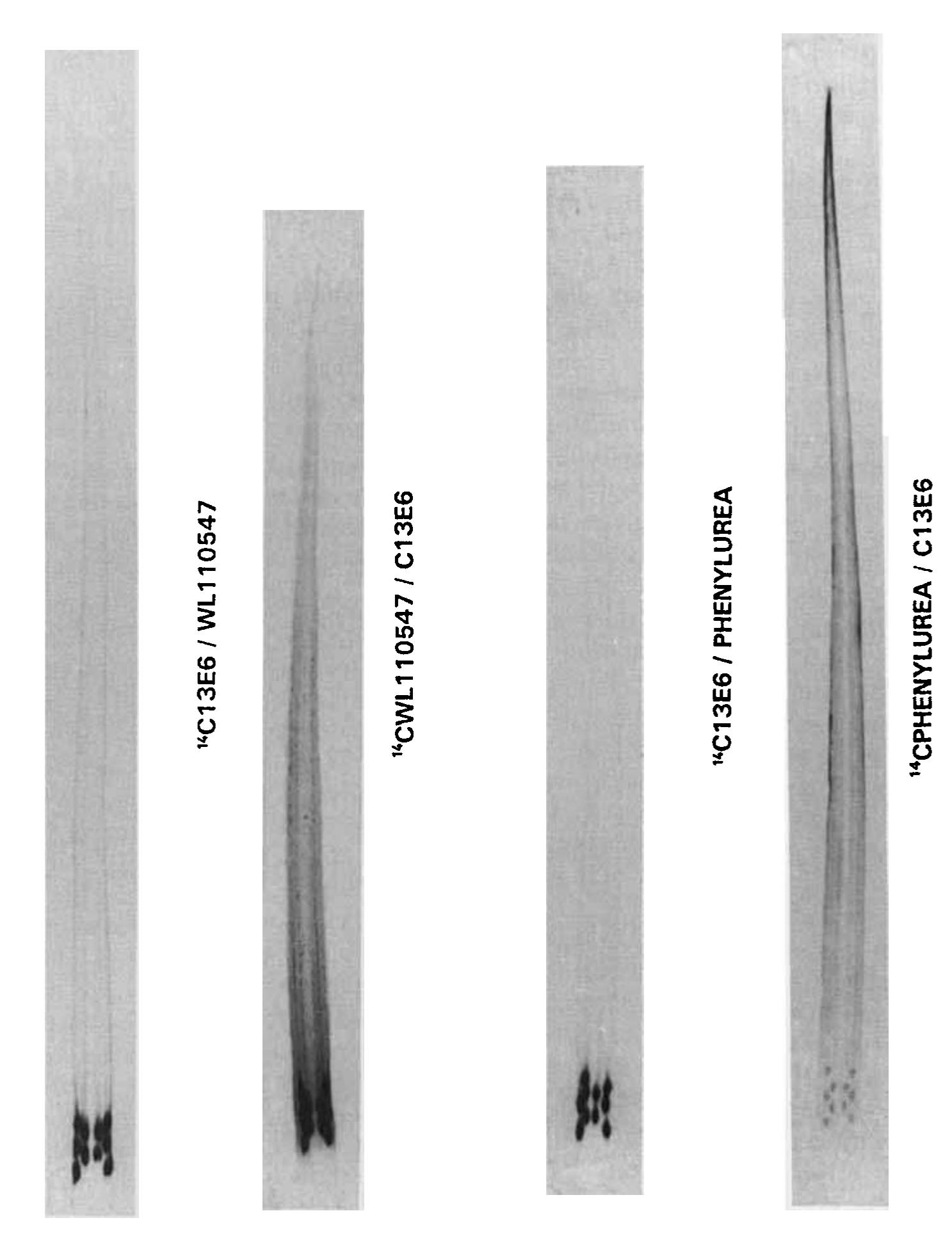 Autoradiographs of wheat leaves one day after application of