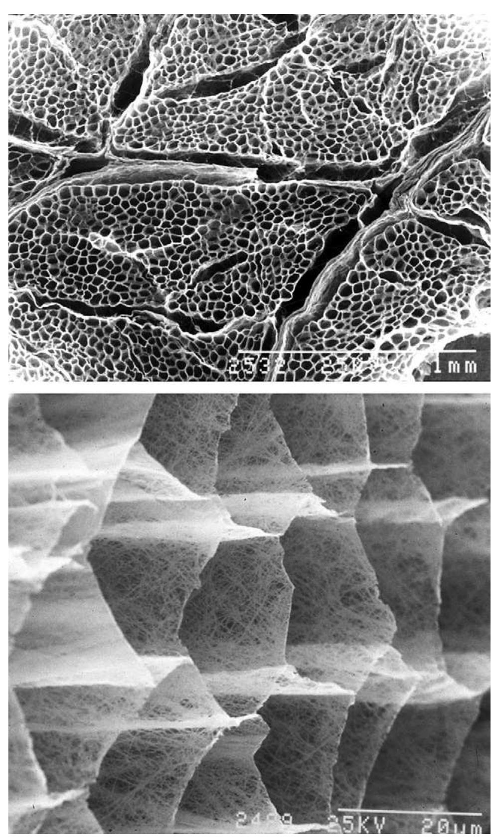 Figure 3 - from Muscle fascia and force transmission