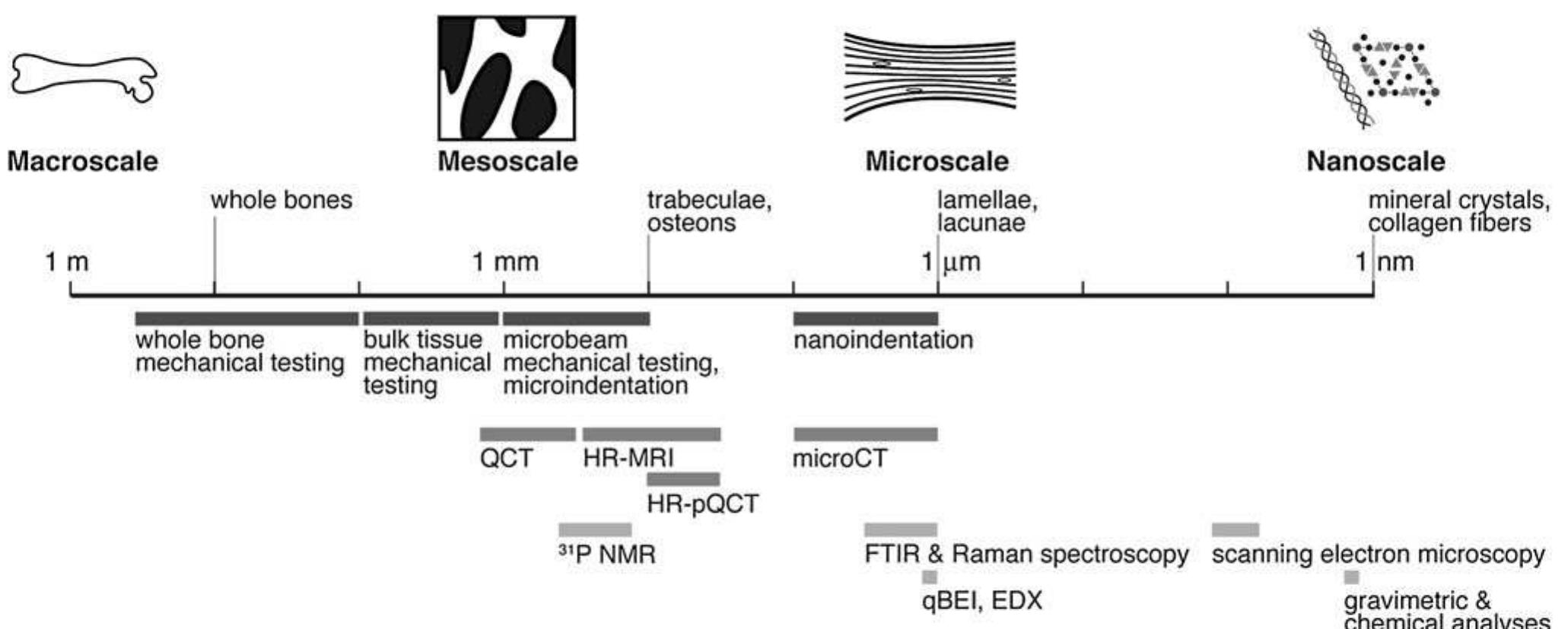 The hierarchical structure of bone is depicted schematically