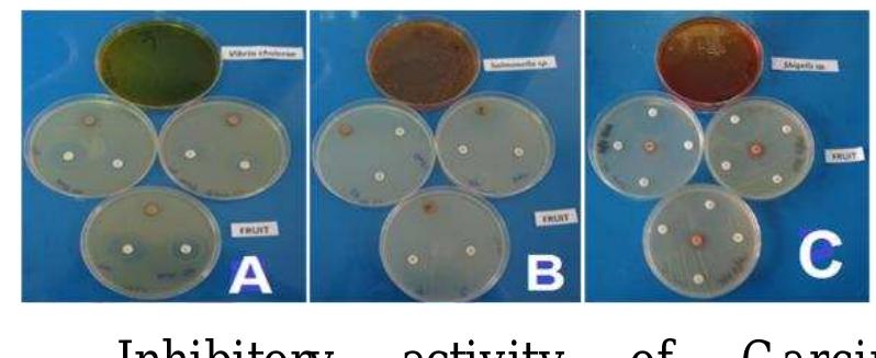 Vibrio cholera using the kirby-bauer disk diffusion method.