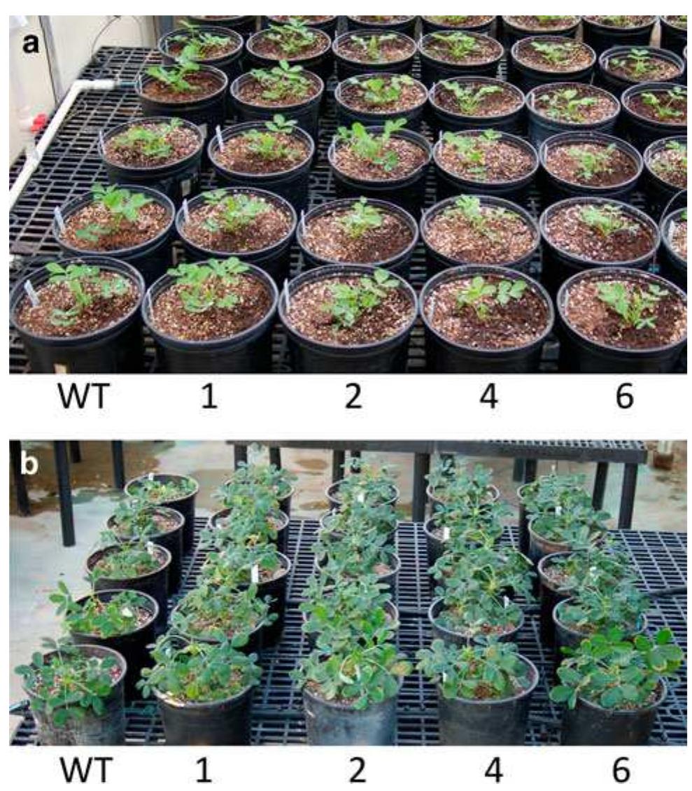 Phenotypes of wild-type and avp/-expressing peanut plants