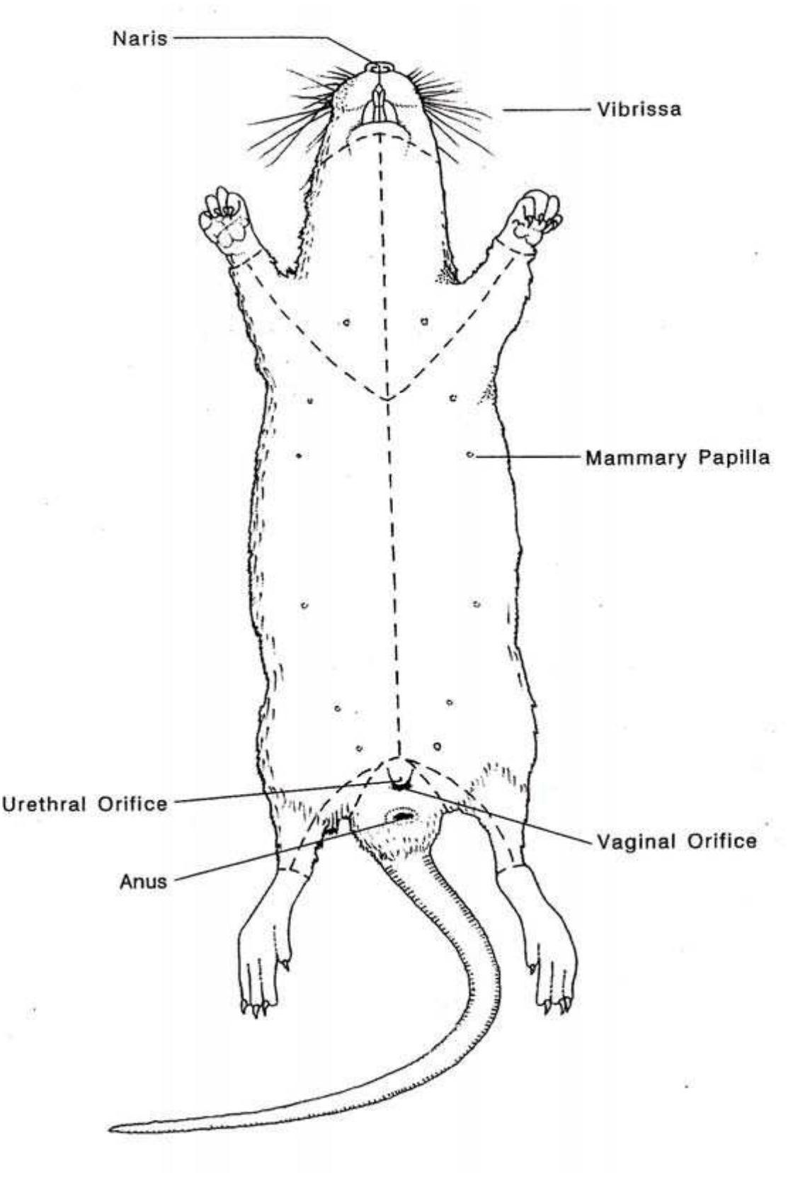 (PDF) RAT DISSECTION GUIDE