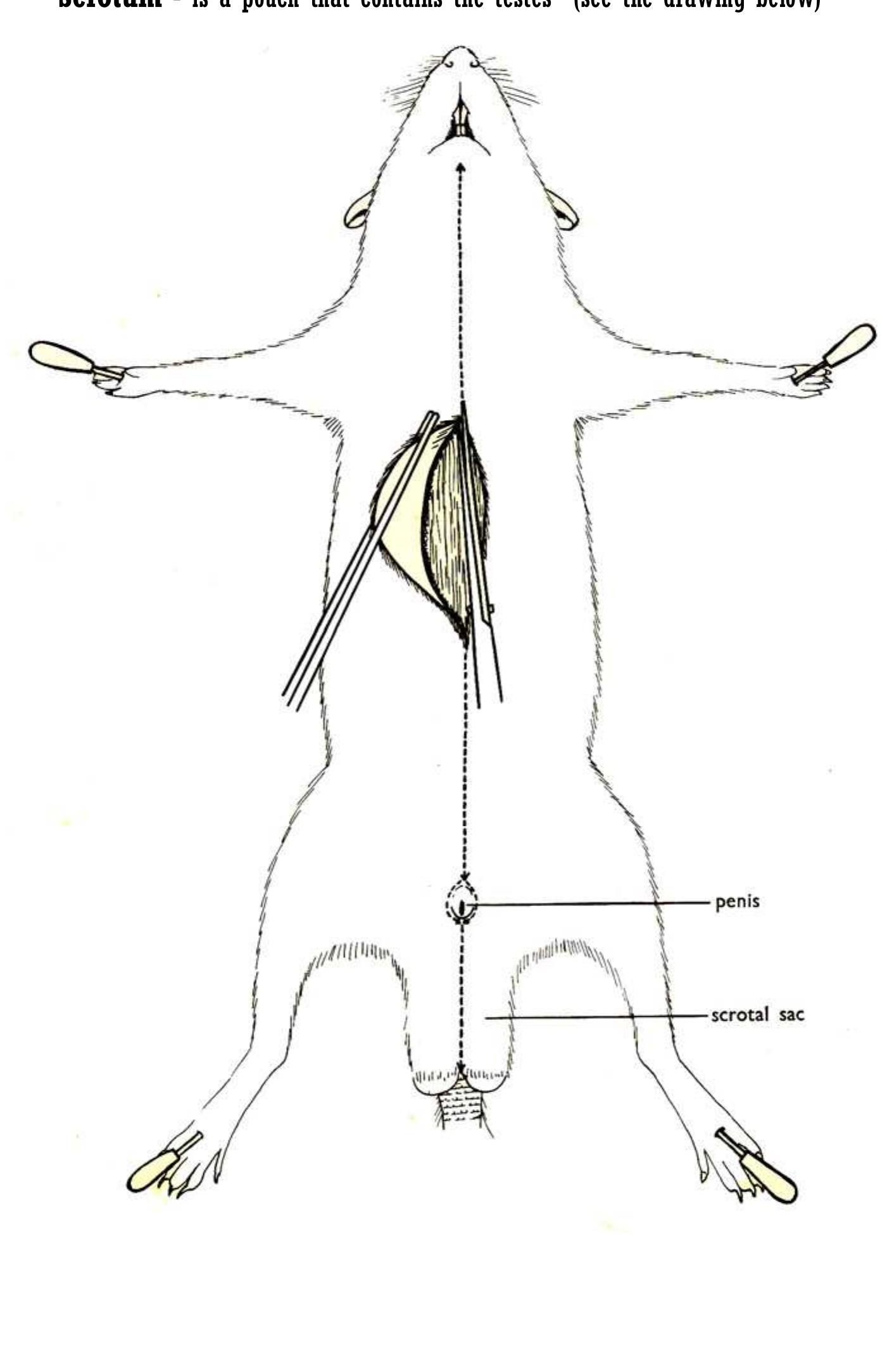 Figure 2 - RAT DISSECTION GUIDE