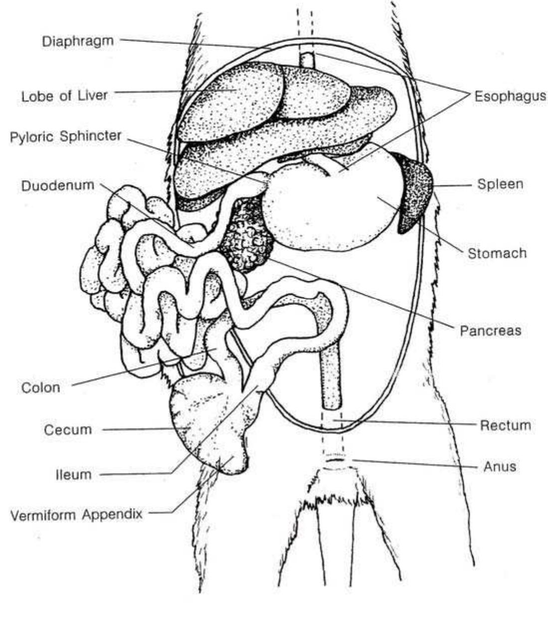 (PDF) RAT DISSECTION GUIDE