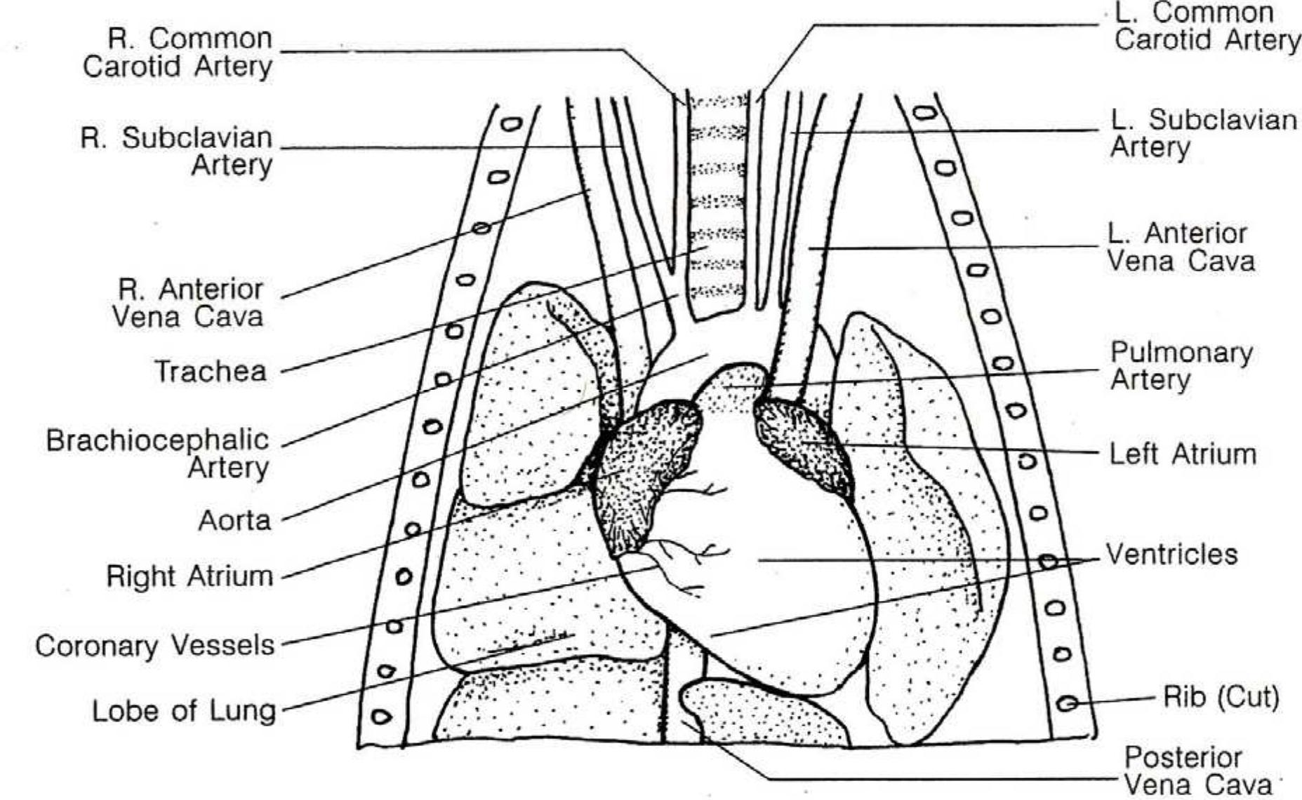 (PDF) RAT DISSECTION GUIDE