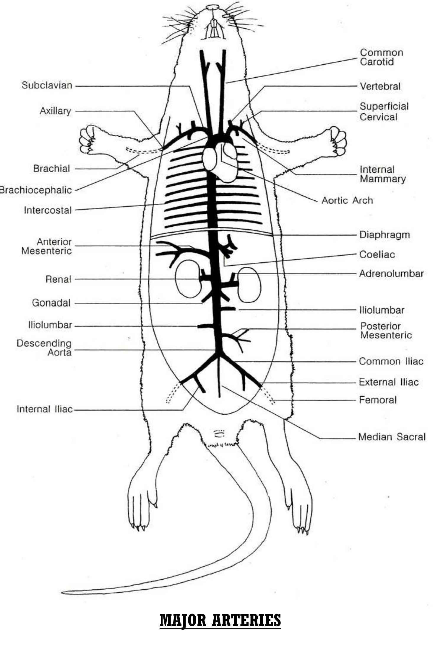 (PDF) RAT DISSECTION GUIDE