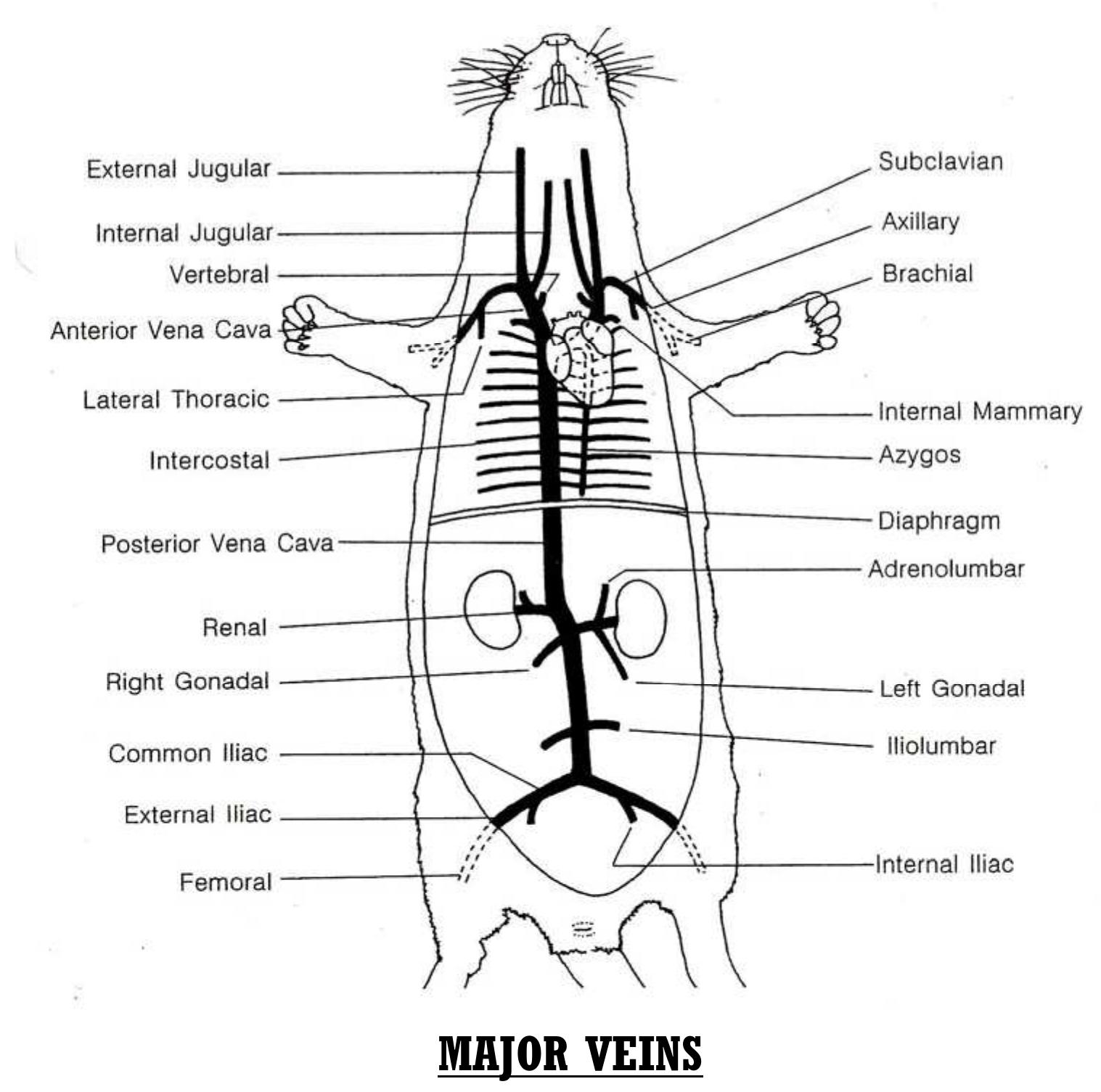 (PDF) RAT DISSECTION GUIDE