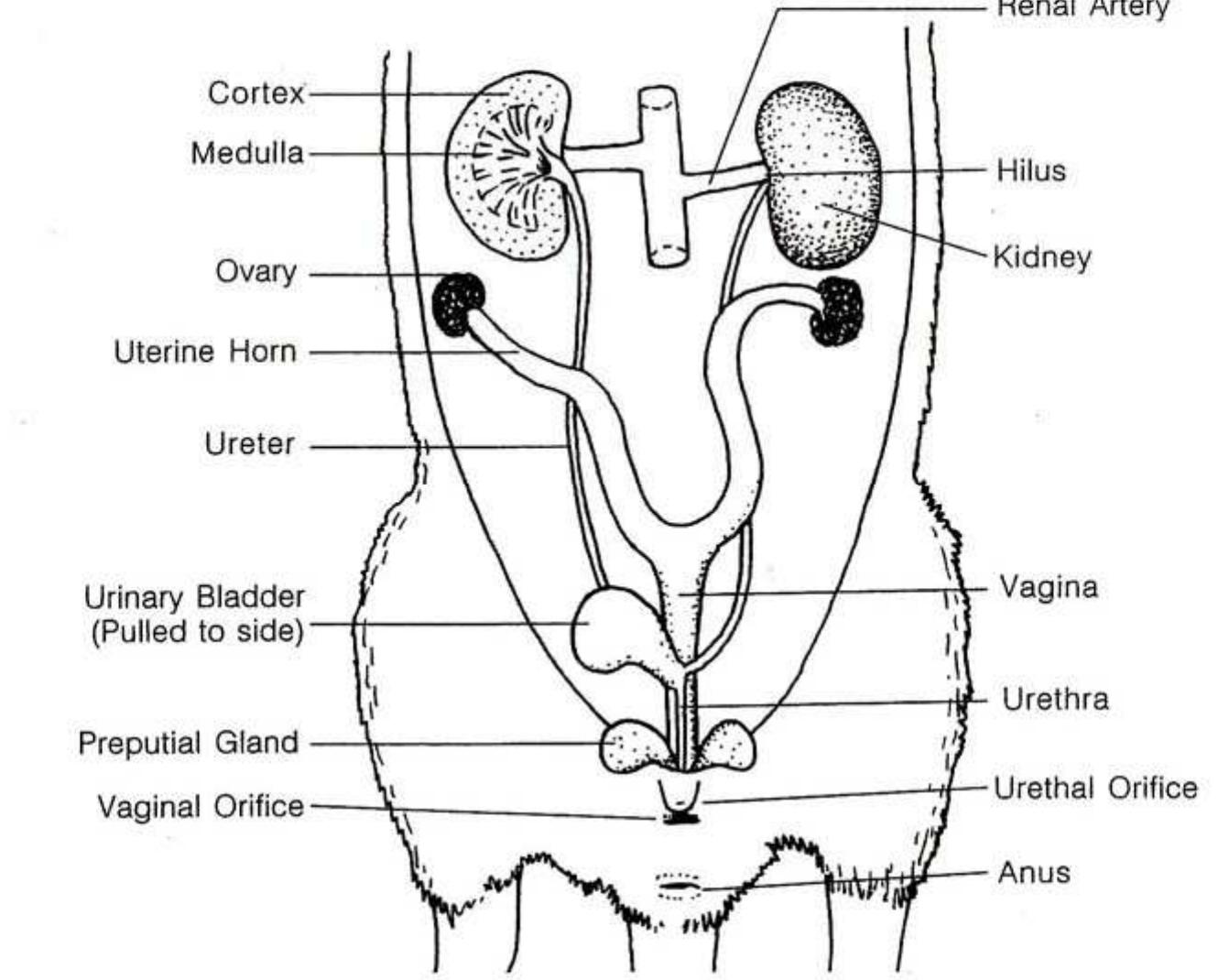 (PDF) RAT DISSECTION GUIDE