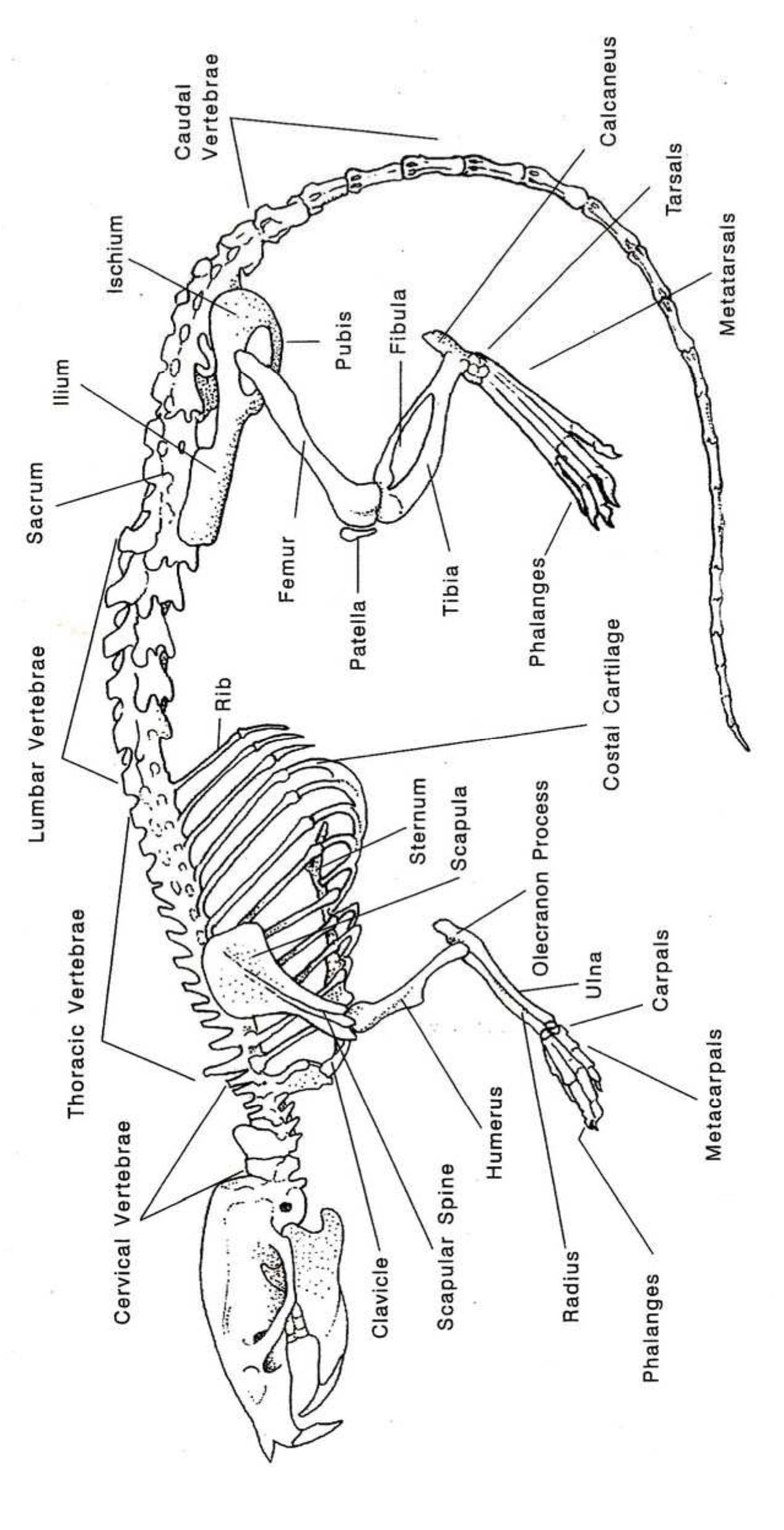 (PDF) RAT DISSECTION GUIDE