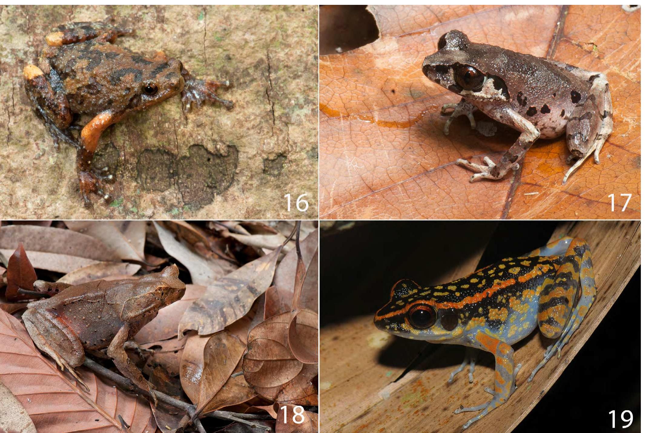 S 16-19. frogs from gunung tebu and lata tembaka. 16: