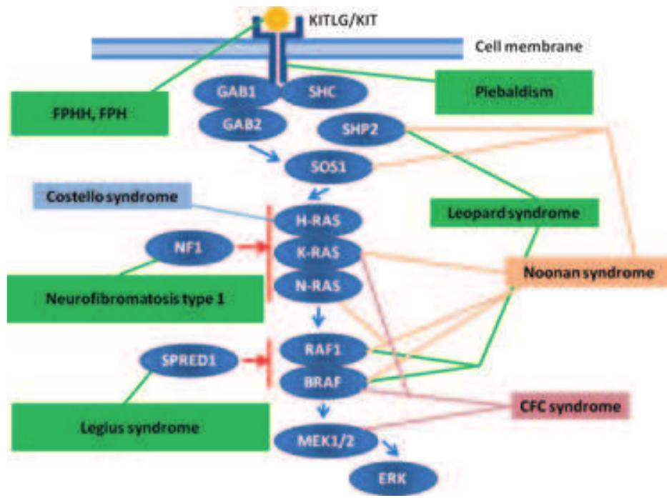 Schema of kitlg/kit that triggers the ras/mapk signal- ing