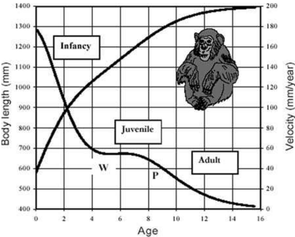 R1. model of distance (left) and velocity (right) curves for