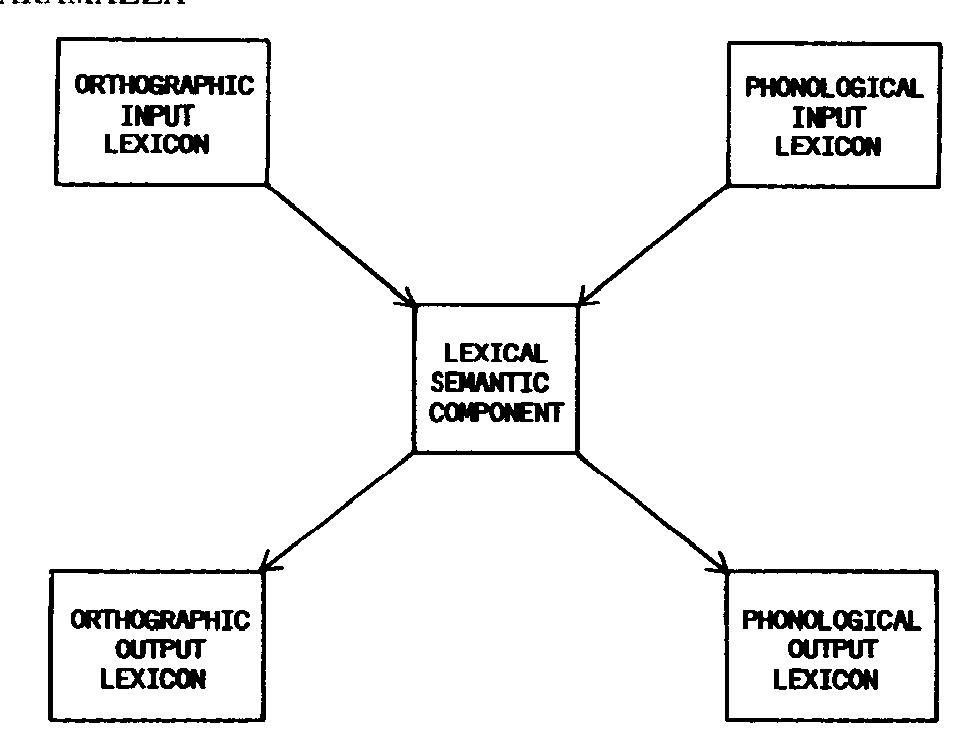 Schematic structure of the lexical system.