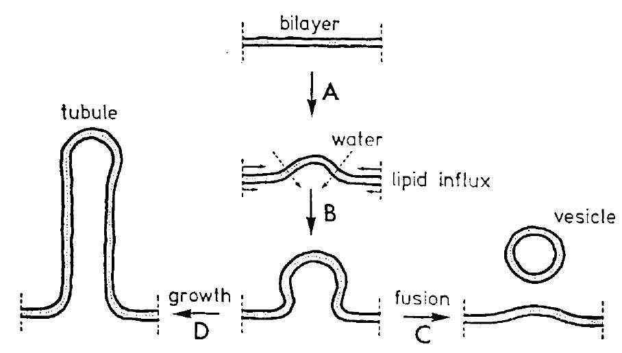 Fic. 13.—stages of vesicle and tubule formation from a