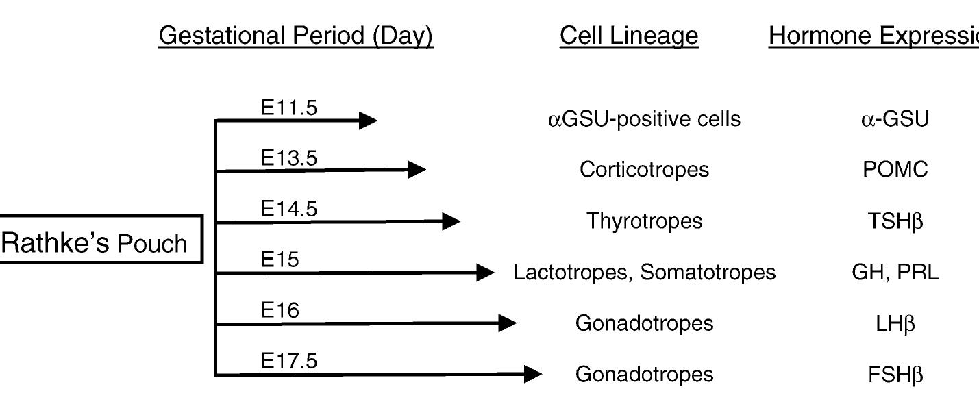 “ig. 2. developmental period of anterior pituitary cells in