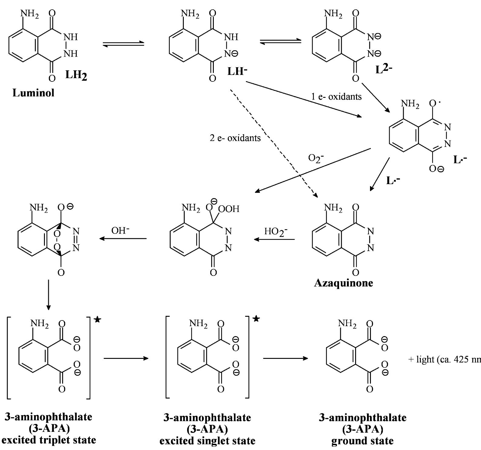 Postulated reaction mechanism for luminol chemiluminescence.