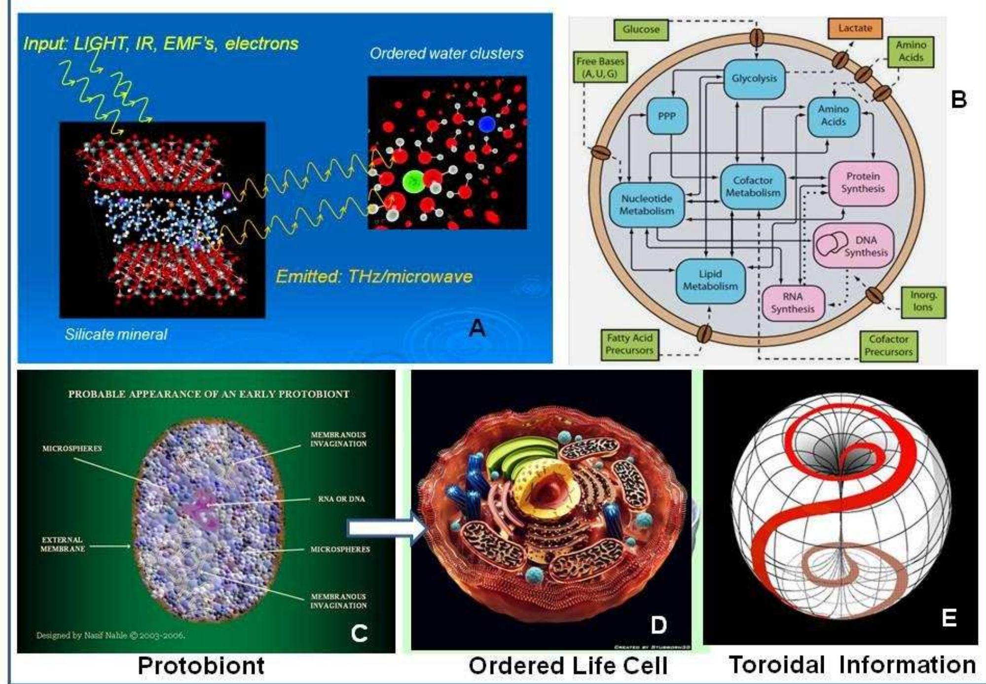(PDF) Quantum Wave Information of Life Revealed: An Algorithm for ...
