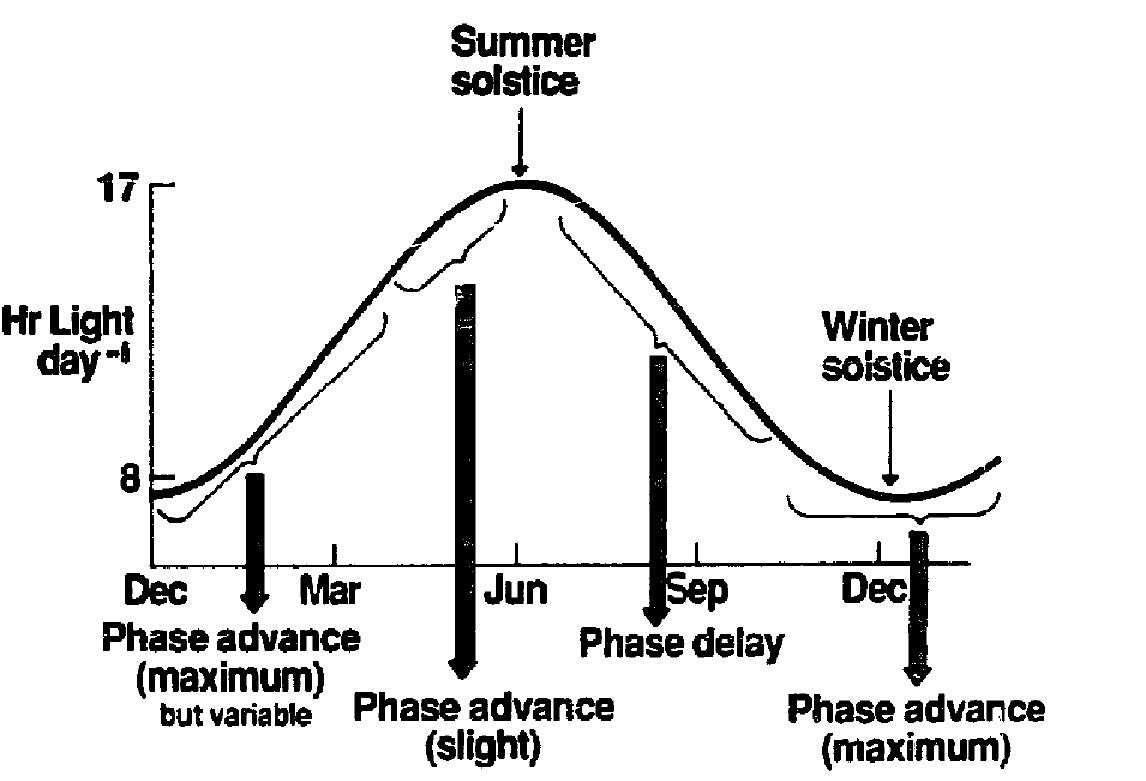 Schematic representation of the ‘phase relations’ of the