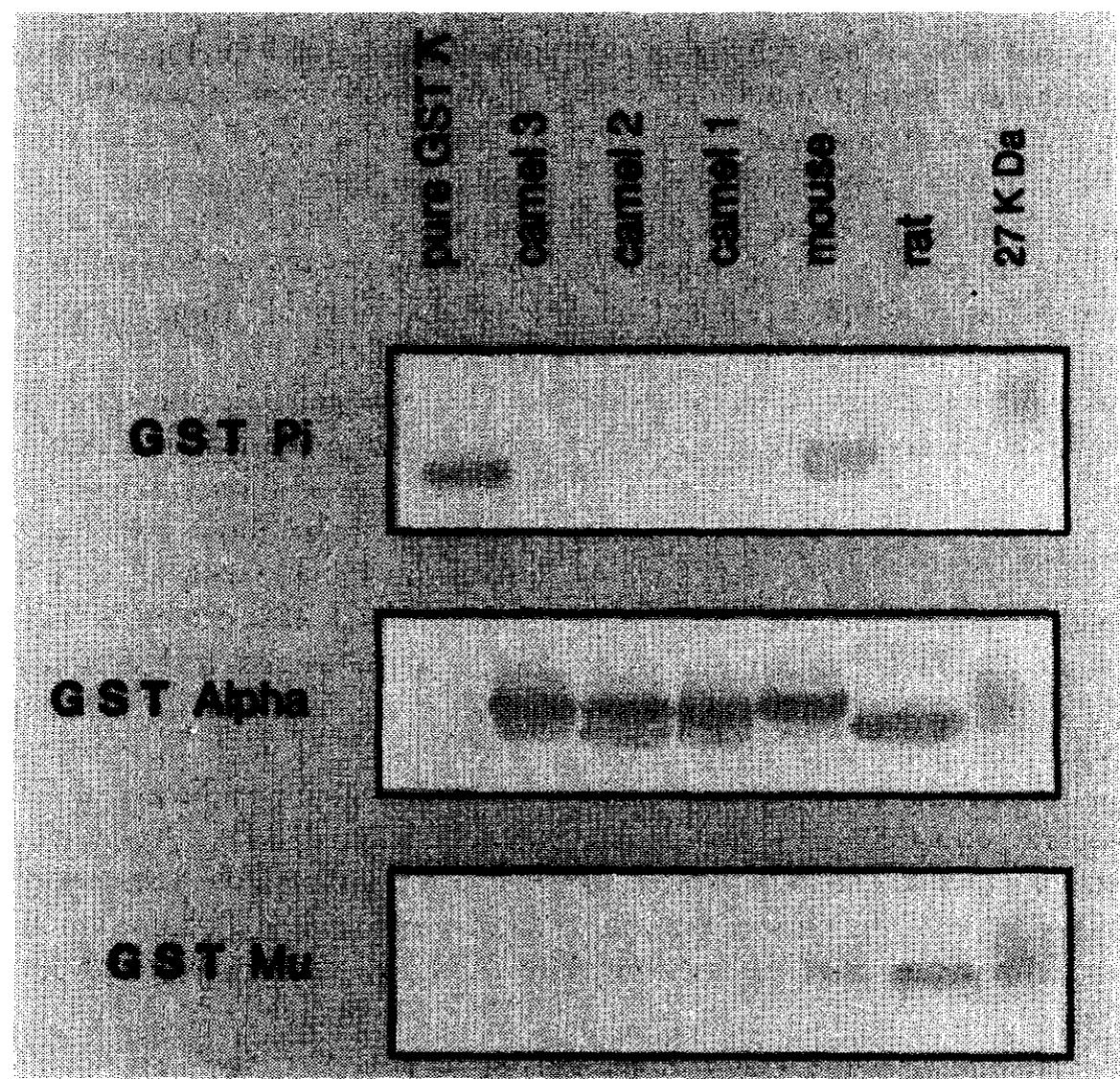 Western blot analysis of rat, mouse and camel liver cytosol.