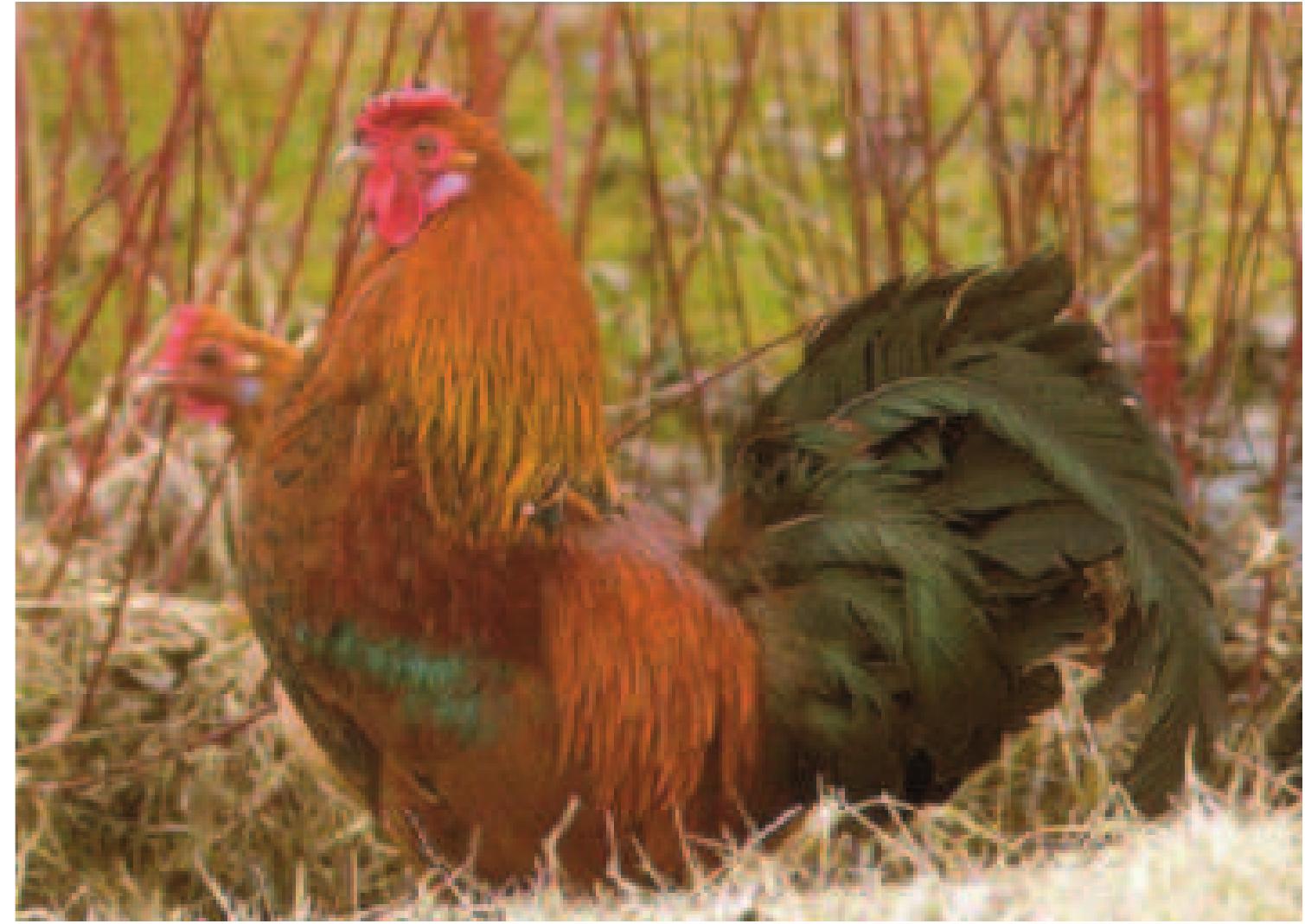 Figure 4 - Overview of chicken taxonomy and domestication