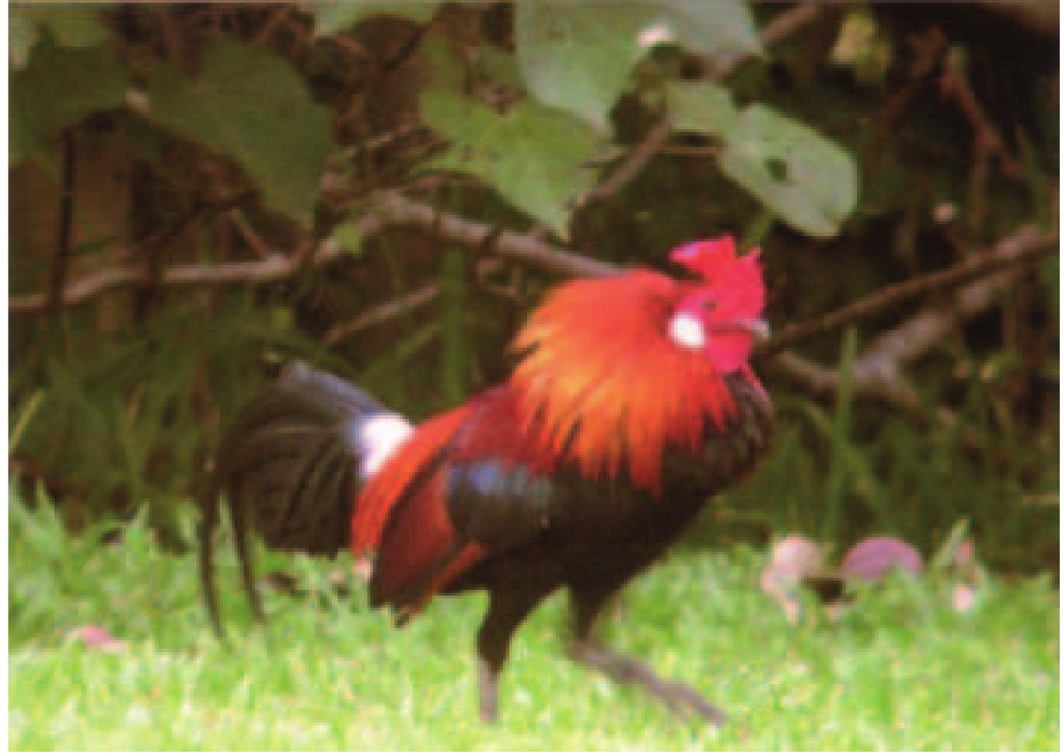 Gallus gallus spadiceus (burmese red junglefowl).