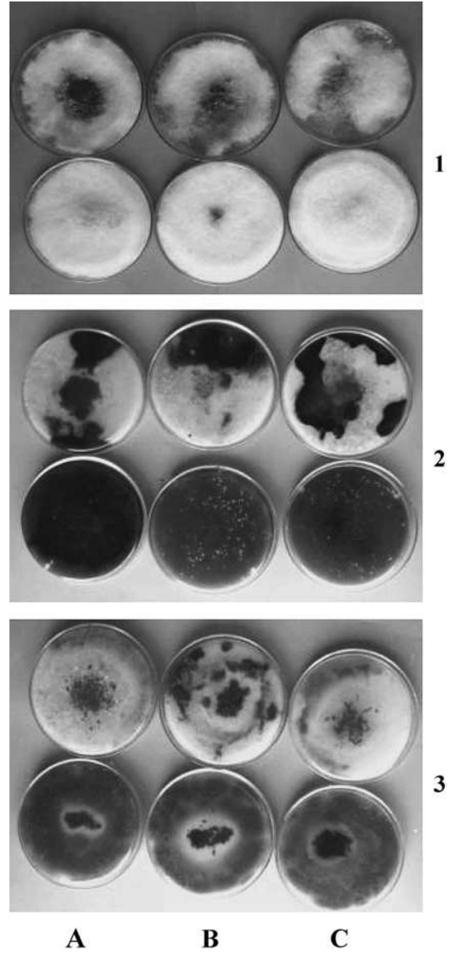 Macrograph showing the suppression effect of solid compost