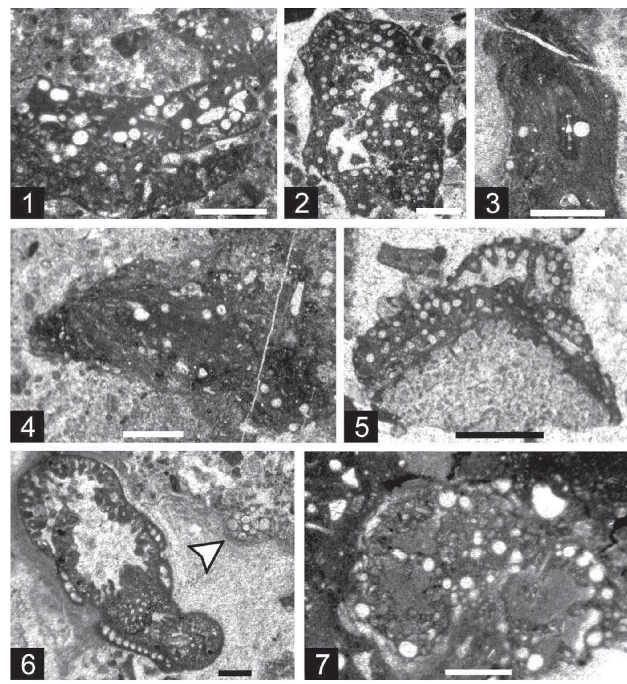 Late Jurassic To Early Cretaceous Microfossils Incorporating