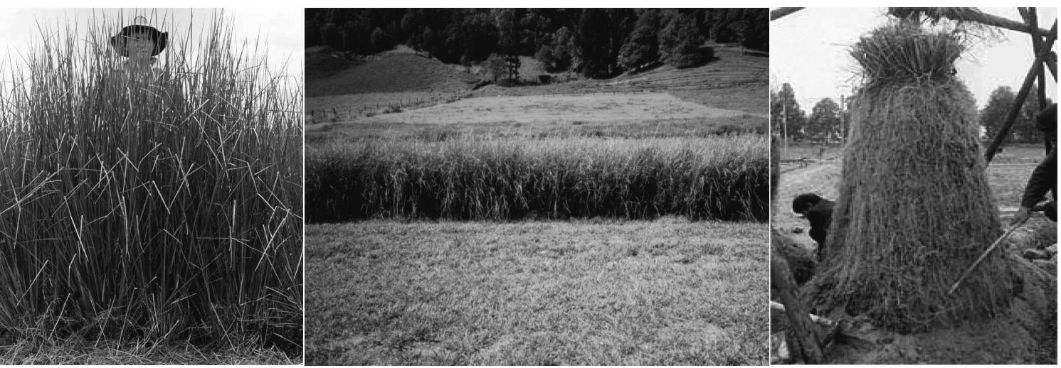Vetiveria zizanioides grass from left to right: mature