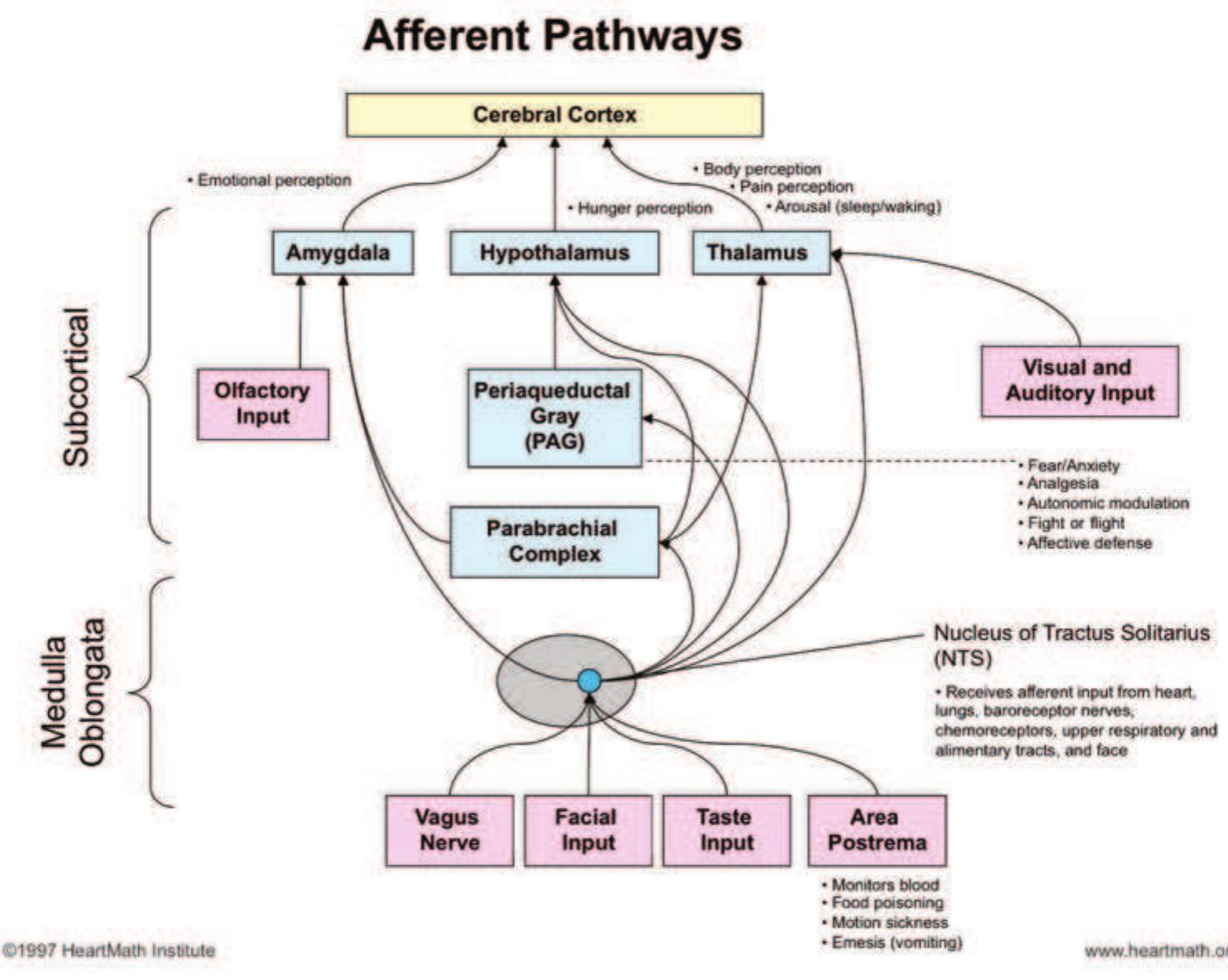 4. diagram of the currently known afferent pathways by which