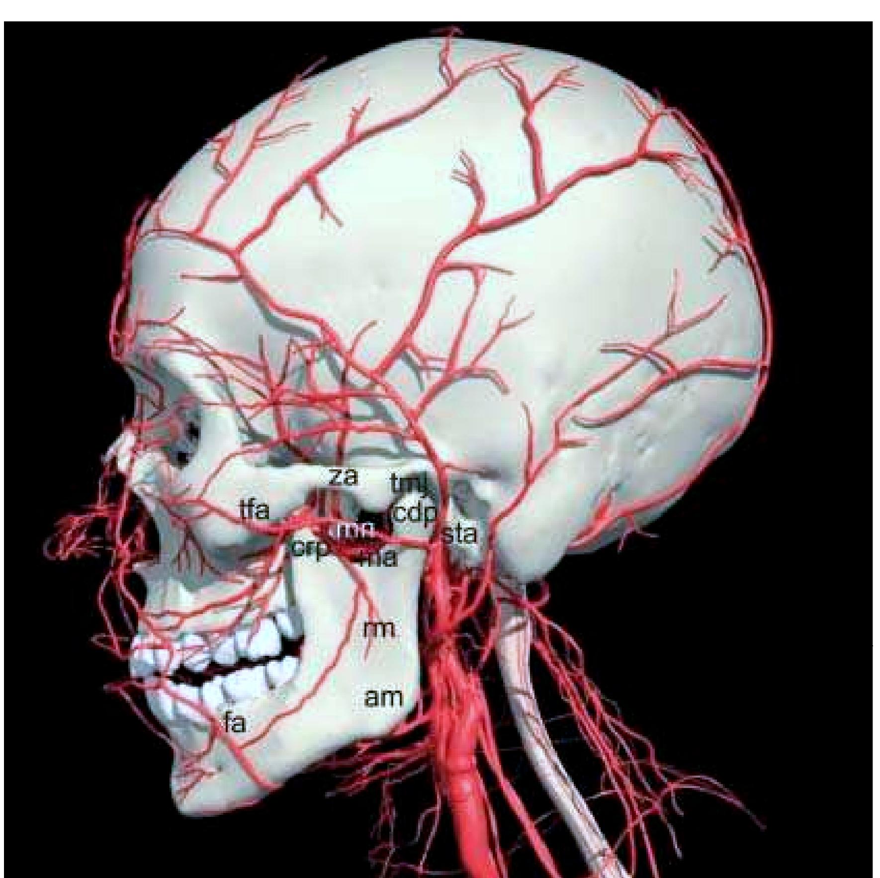 Bony landmarks of the occipital skull are the external