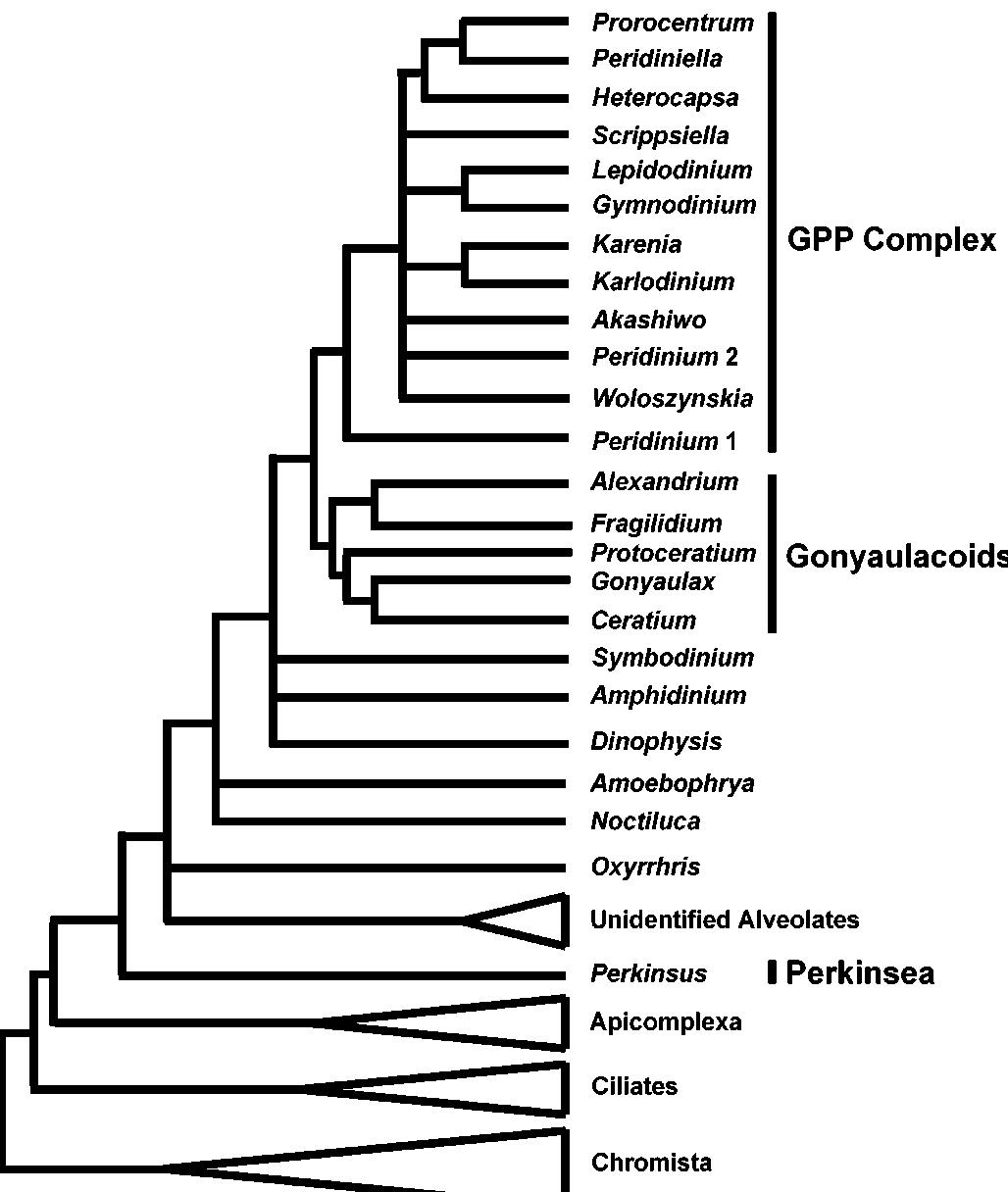 A schematic phylogenetic tree of the dinoflagellates that