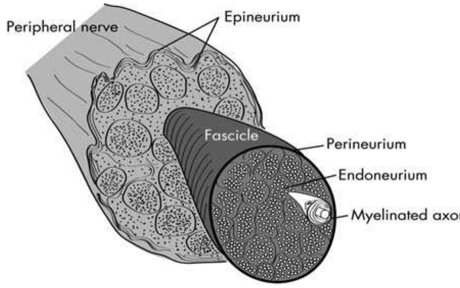 2. normal peripheral nerve anatomy fibers and surrounding