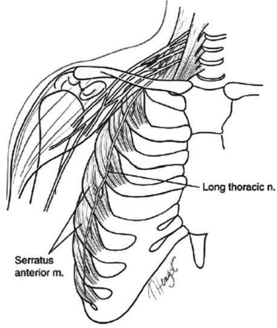 4 anatomy of the long thoracic nerve. note the long thoracic