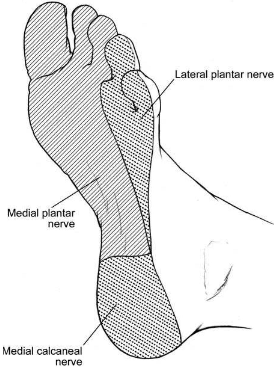 8 cutaneous innervation of the plantar foot. used with