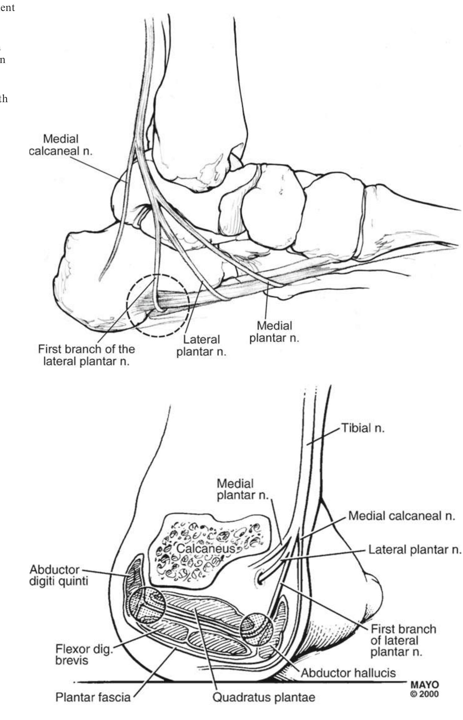Figure 51 - Physical Examination of the Peripheral Nerves