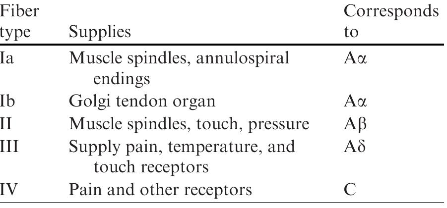 3 modern nerve fiber classifications