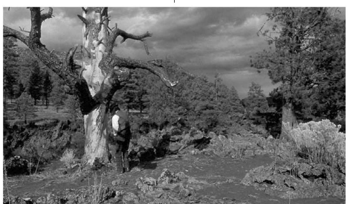 Figure 4 - from Jim Jarmusch's Dead Man: The Cinematic