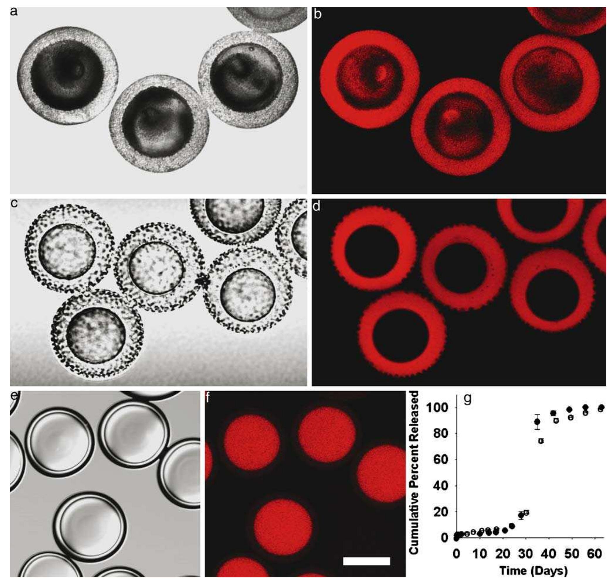 Optical and laser scanning confocal micrographs revealing