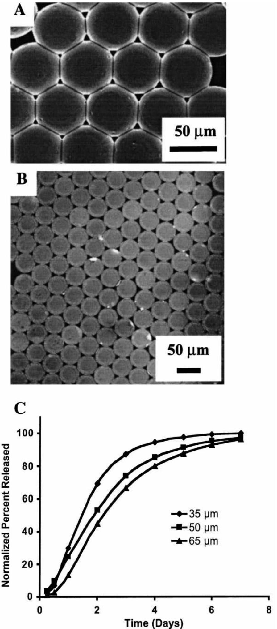 (a) scanning electron micrograph of plg microspheres. (b)