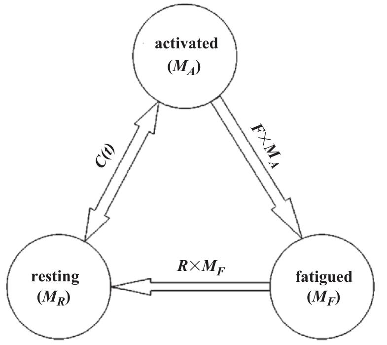 A three-compartment model representing the dynamic behavior