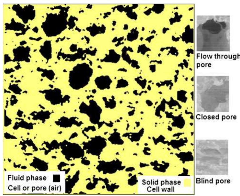 Schematic diagram of the structure of bread crumb structure