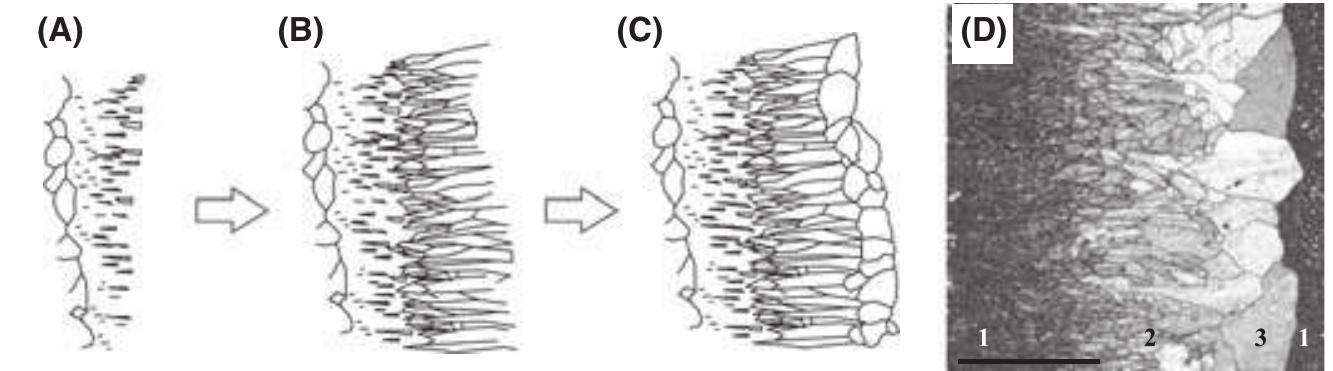 Schematic diagram showing proposed growth mechanism of