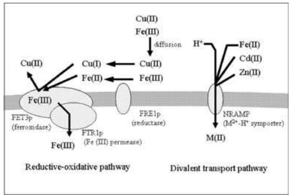 Fic. 1. an abridged schematic of fe-uptake mechanisms in