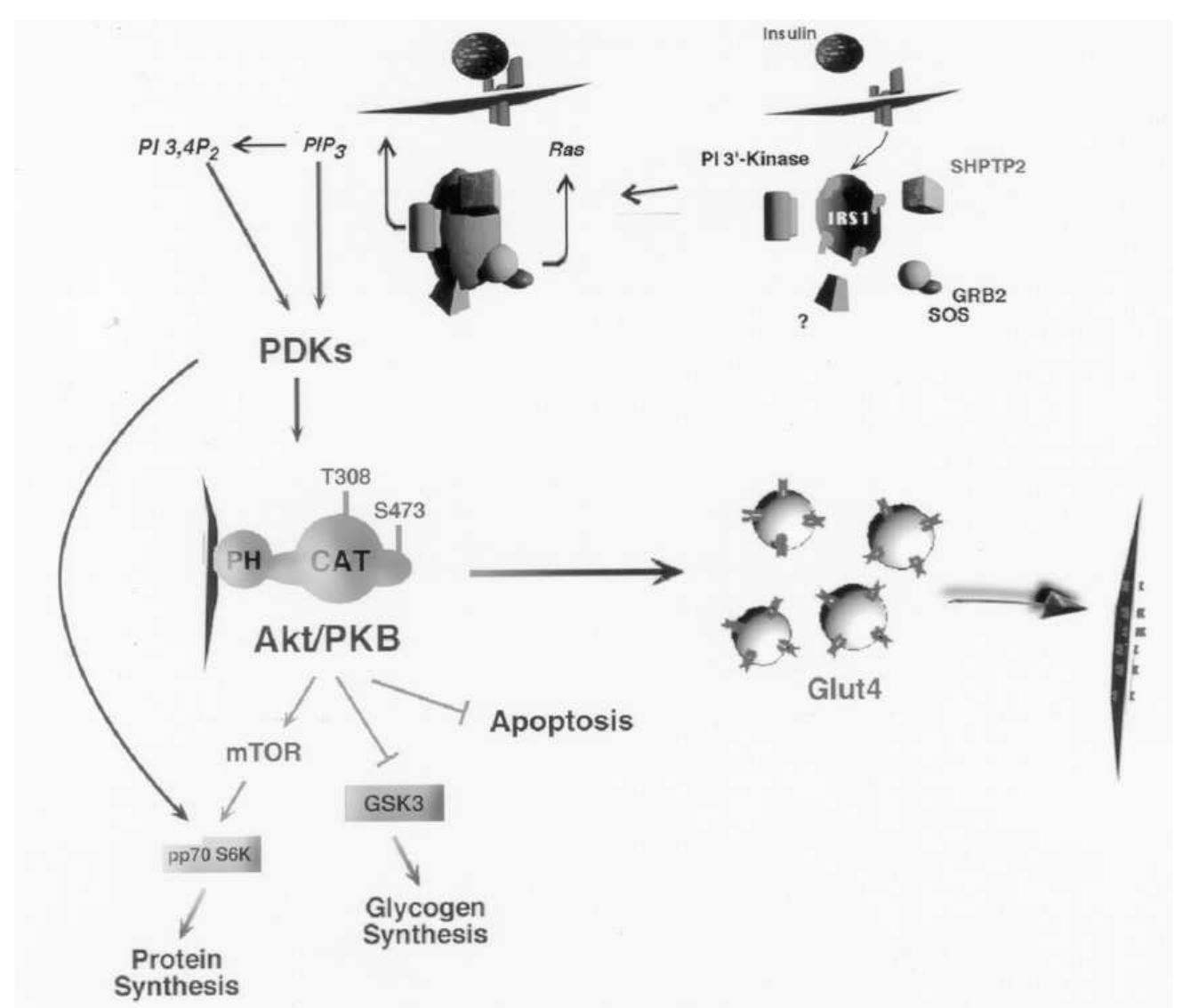 Schematic depicting akt/pkb’s role in insulin signal