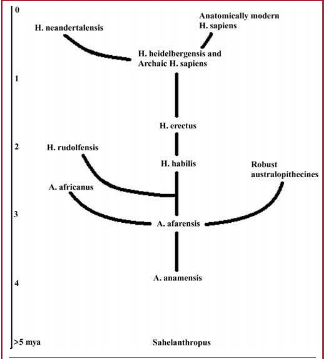 Partial hominid phylogenetic tree. timeline scale in