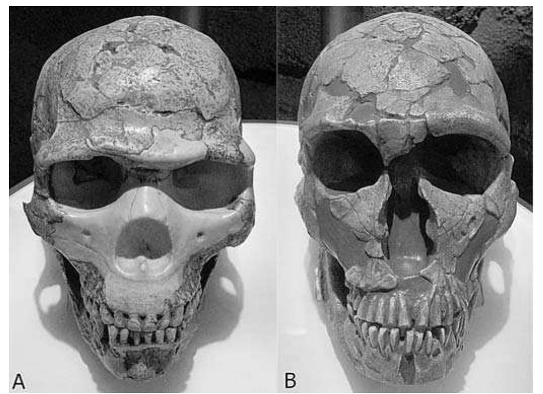 A, an archaic h. sapiens skull discovered in skhul cave,
