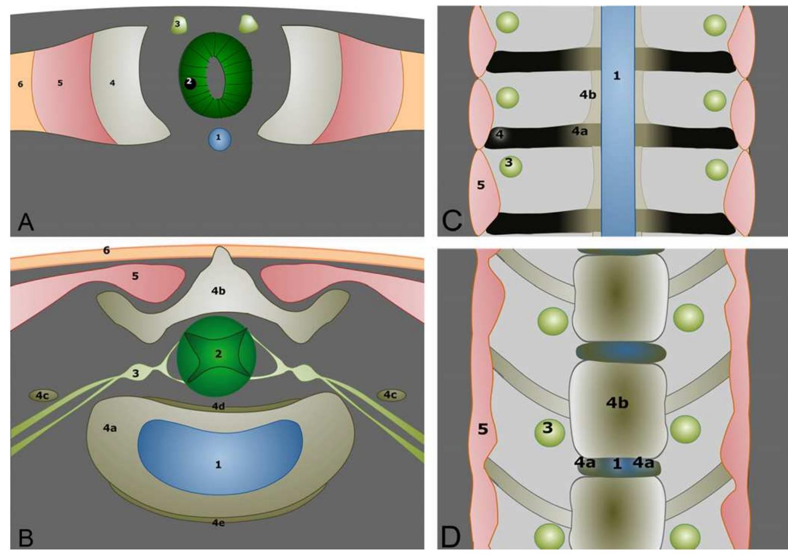 (a) schematic image of a transverse cross-section through