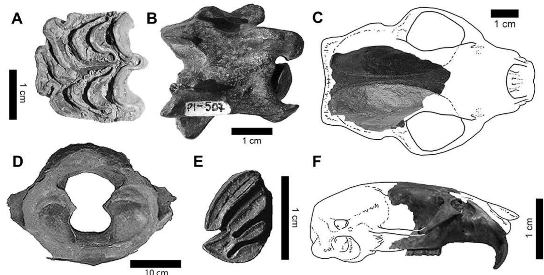 Some examples of fossil mammals identified for the pilauco