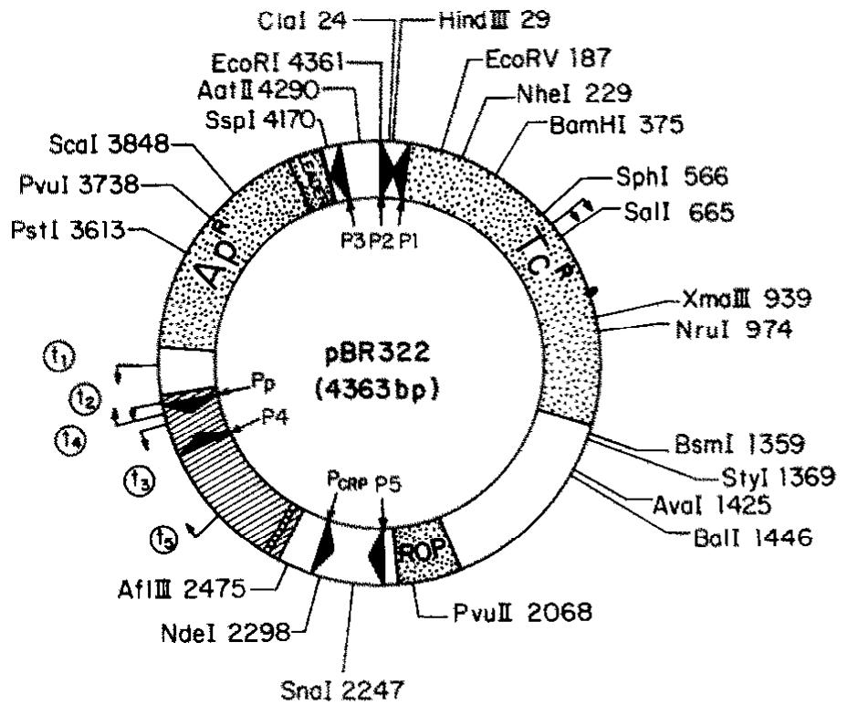 (PDF) Plasmid vector pBR322 and its special-purpose derivatives — a review